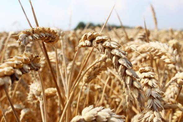 Biological seed treatment | LM Bioagri